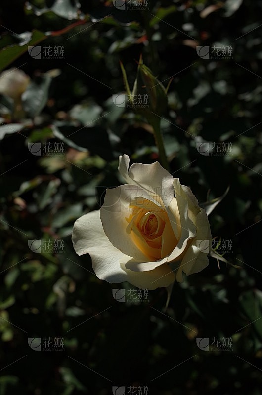 玫瑰‘Waon’淡霜