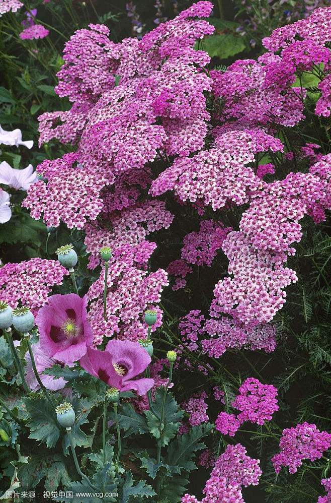 蓍： 蓍草（学名：Achillea sibirca）菊科蓍属植物——高山蓍草（Achillea alpina L.）、欧蓍草（A ...