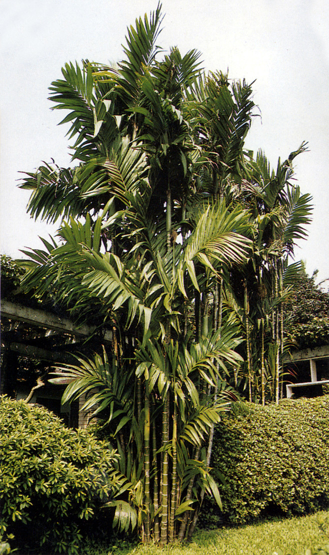 三药槟榔 Areca triandra Roxb