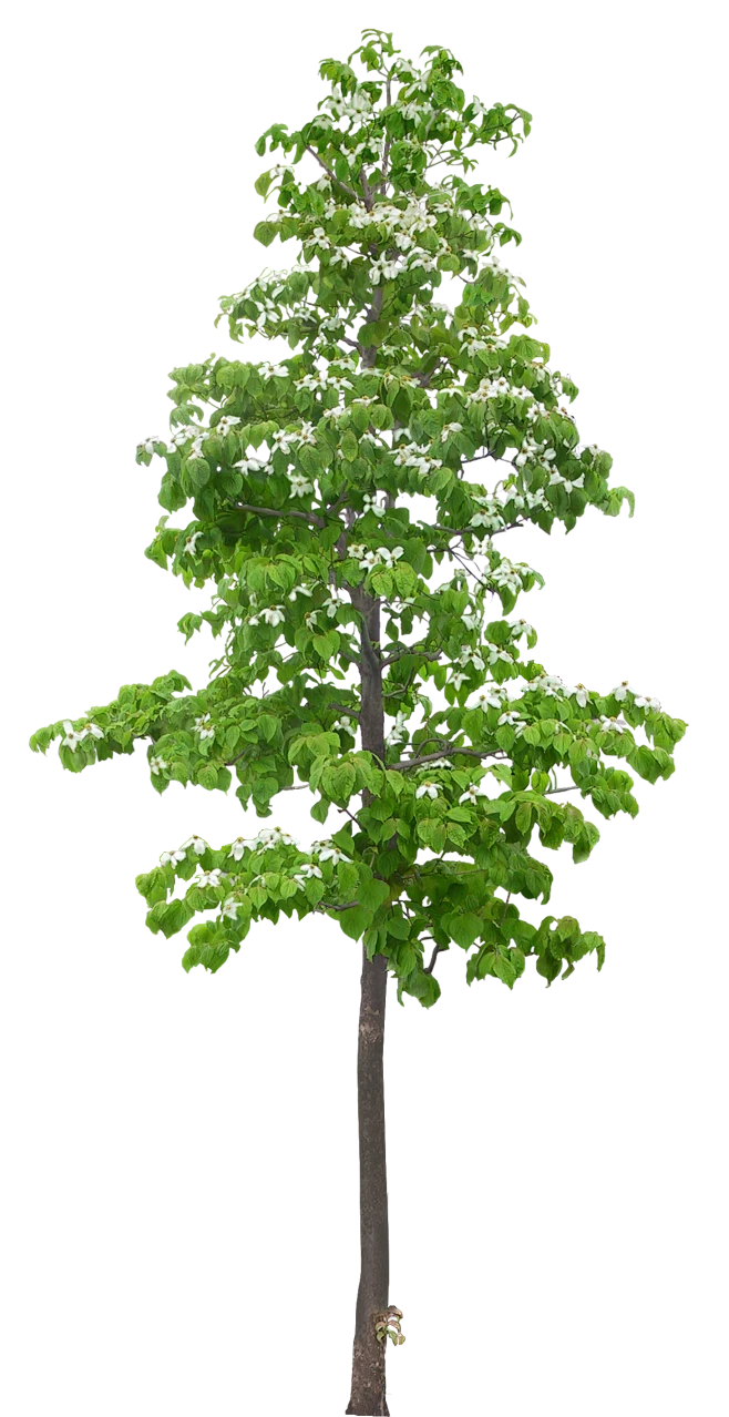 J1_26四照花2-花瓣网