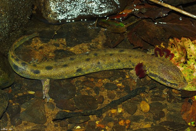 斑泥螈 Necturus maculosus