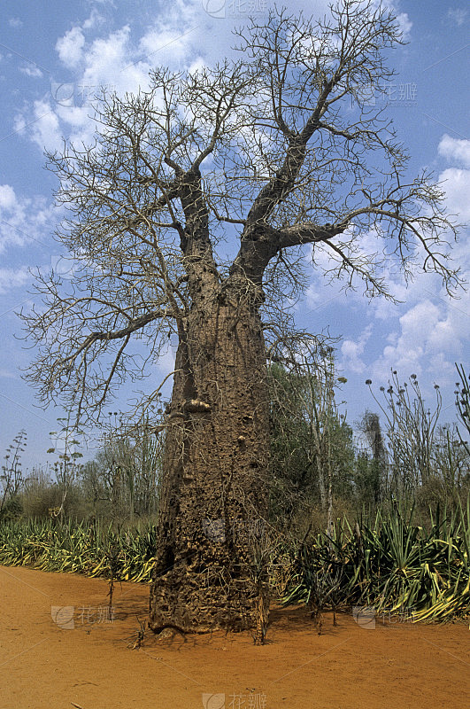 猴面包树树