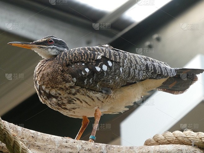 sunbittern