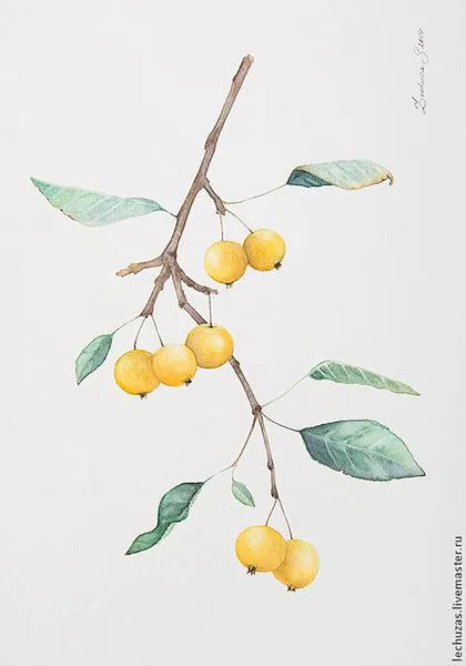 Crab apples. Traditional art ( watercolor). Prof. paper: Canson ...