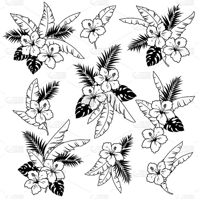 Hibiscus flower illustration,