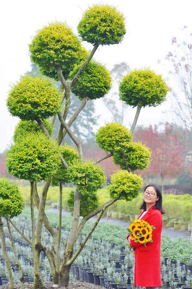 多头亮金女贞棒棒糖7