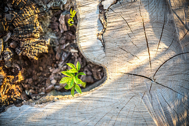苗木在树桩上发芽的新生命理念