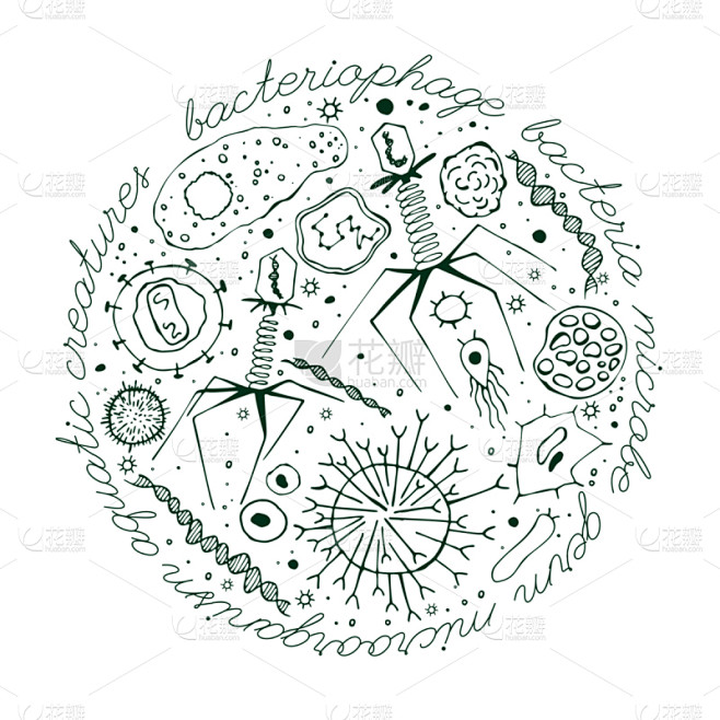 图像,动物手,生物学,微生物学,健康保健,显微镜,液泡,噬菌体,绘制