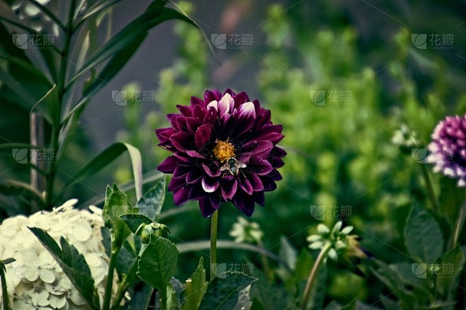 花园里的紫色大丽花