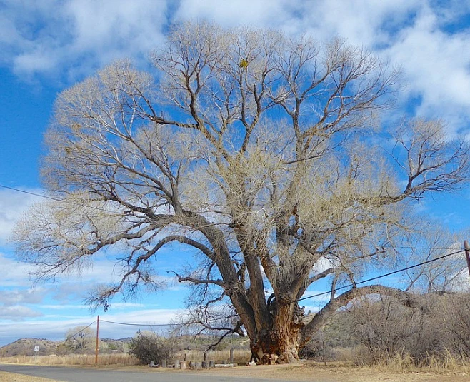 The largest Fremont Cottonwood in America. (Nigel Reynolds/Courtesy)-花瓣网