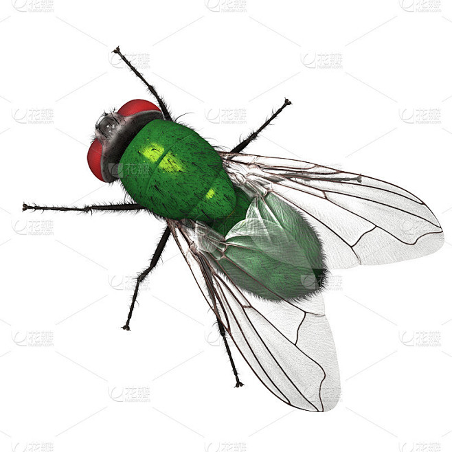 3D渲染Lucilia Sericata 'Common Green Bottle Fly'