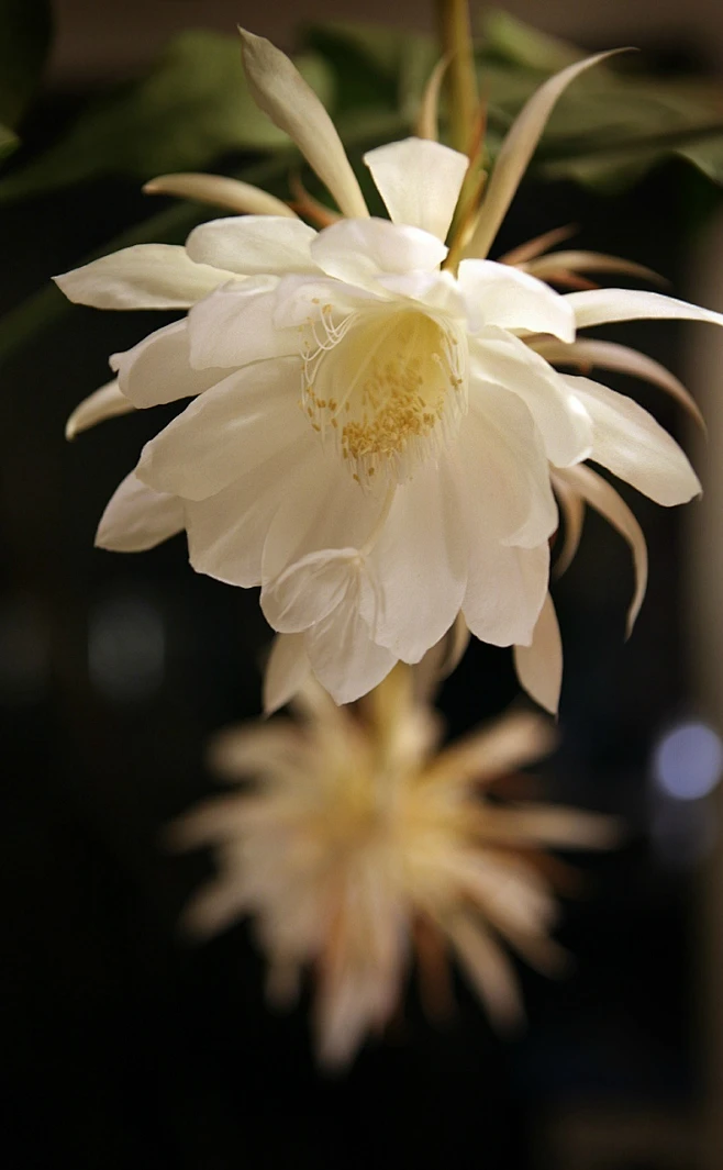 昙花一现-花瓣网