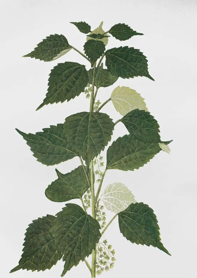 苎麻丨神秘的中国草-花瓣网