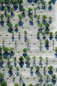 The variety and placement of trees forms a visual work of art when ...