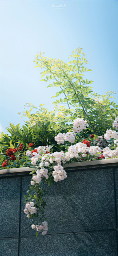 手机壁纸-花花世界-花瓣网|陪你做生活的设计师 | @壁纸小豆 的个人主页 - 微博