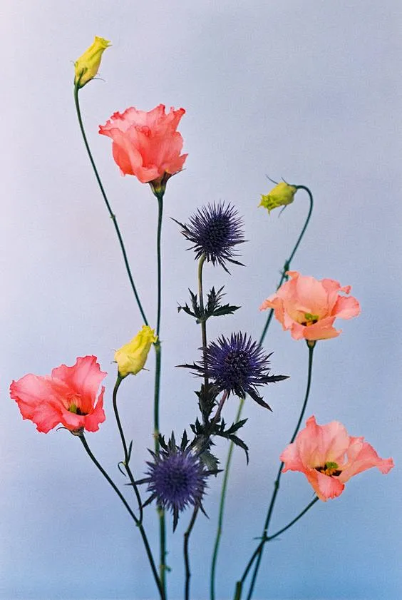 (22) Pinterest-花瓣网