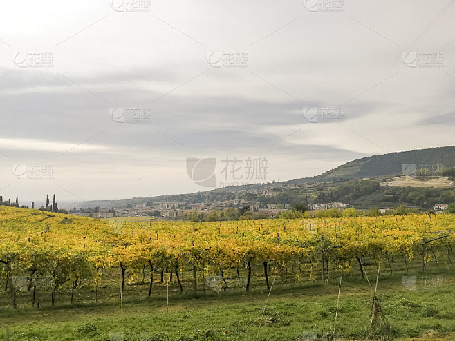 瓦尔波利塞拉秋天新鲜收获的葡萄田美景