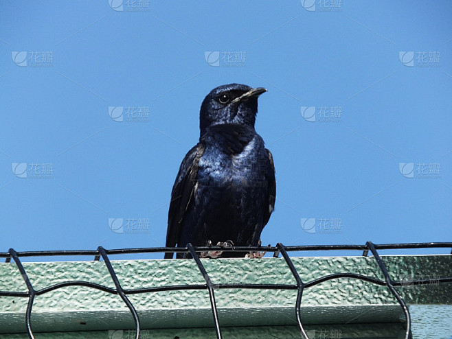 紫马丁 (Progne subis)