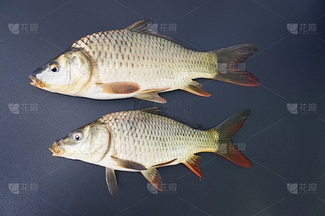 淡水鱼鲤鱼(Cyprinus carpio)在美丽干净的磅。黑色背景上的鲤鱼。