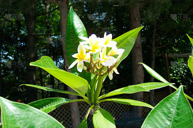 P.Spring白色专辑