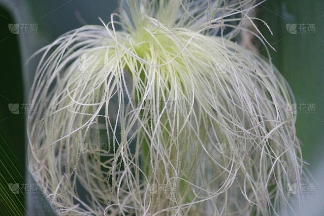 Tip of corn素材-花瓣网