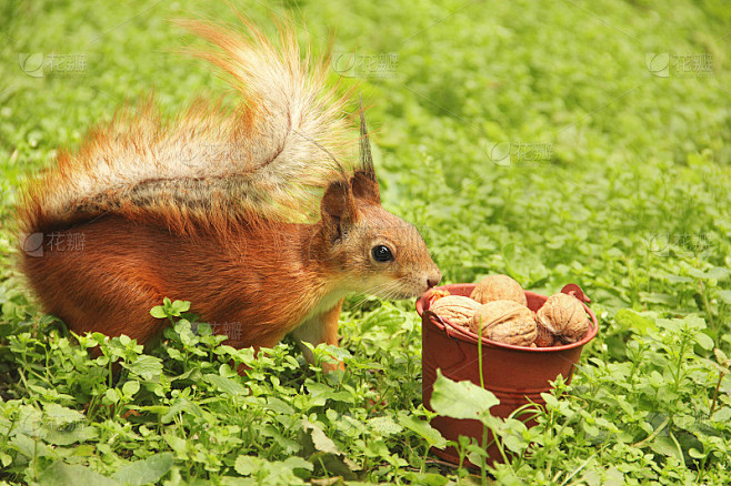 松鼠和一桶坚果。北美。啮齿动物。树上漂亮的红色松鼠