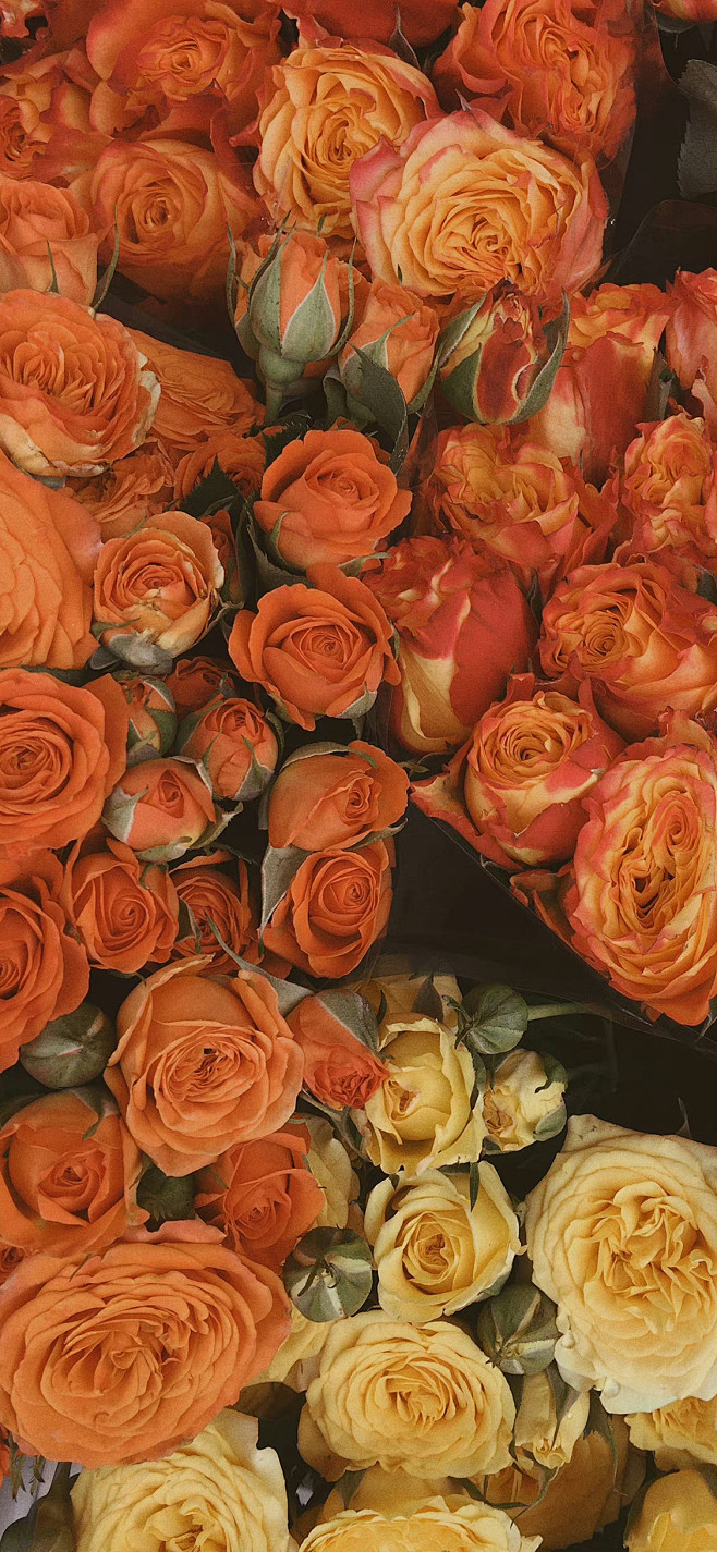 玫瑰花 #手机壁纸