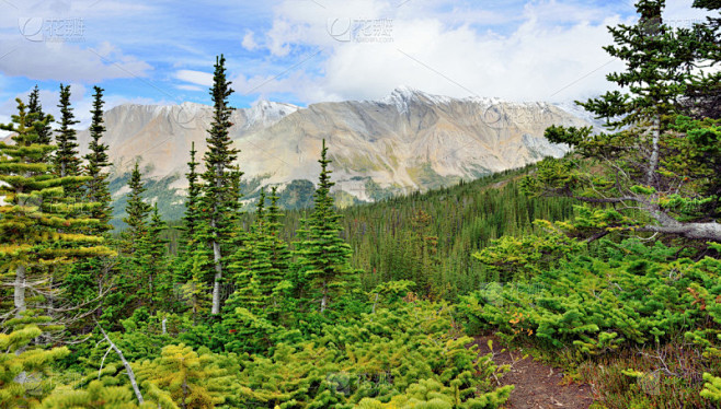 班夫,森林,高大的,加拿大落基山脉,杰士伯,在之间,山脉,山,冰原大道,自然