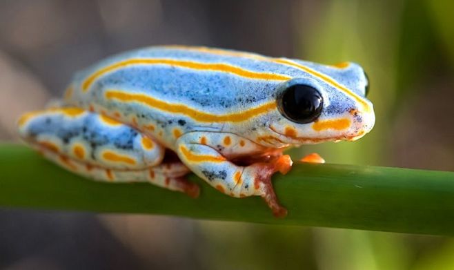 {大自然}实拍两栖动物（蛙、大鲵、吻蚓、鱼螈）