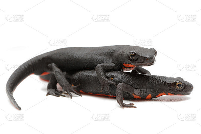 白底上的中国火腹蝾螈(Cynops orientalis)