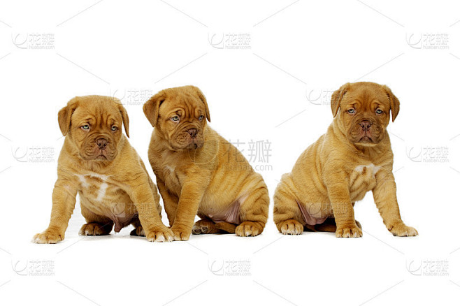 三只布德狗幼犬孤立在白色的背景上