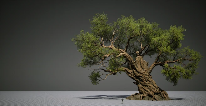 Tree & Rock-花瓣网