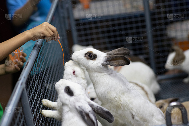 农场里可爱的兔子。小白兔