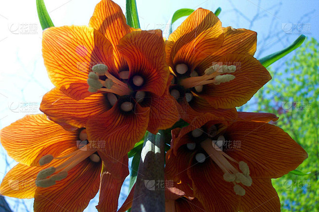 P.Spring橙色专辑