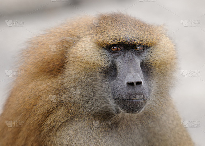狒狒的肖像