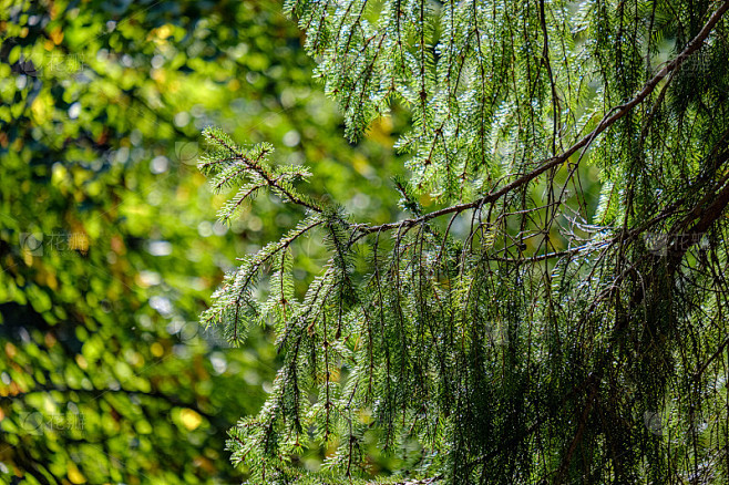 深绿色的树叶在夏天的光线下作为背景或纹理