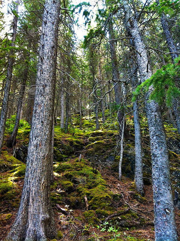 往山上看加拿大长满青苔的松树林