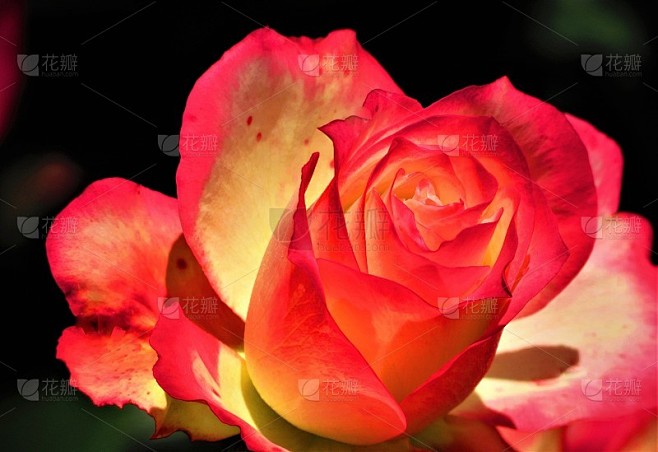 美丽的bicolorous玫瑰。