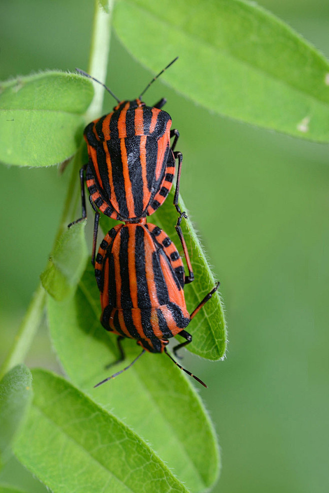 半翅目·显角亚目·盾蝽科：盾蝽