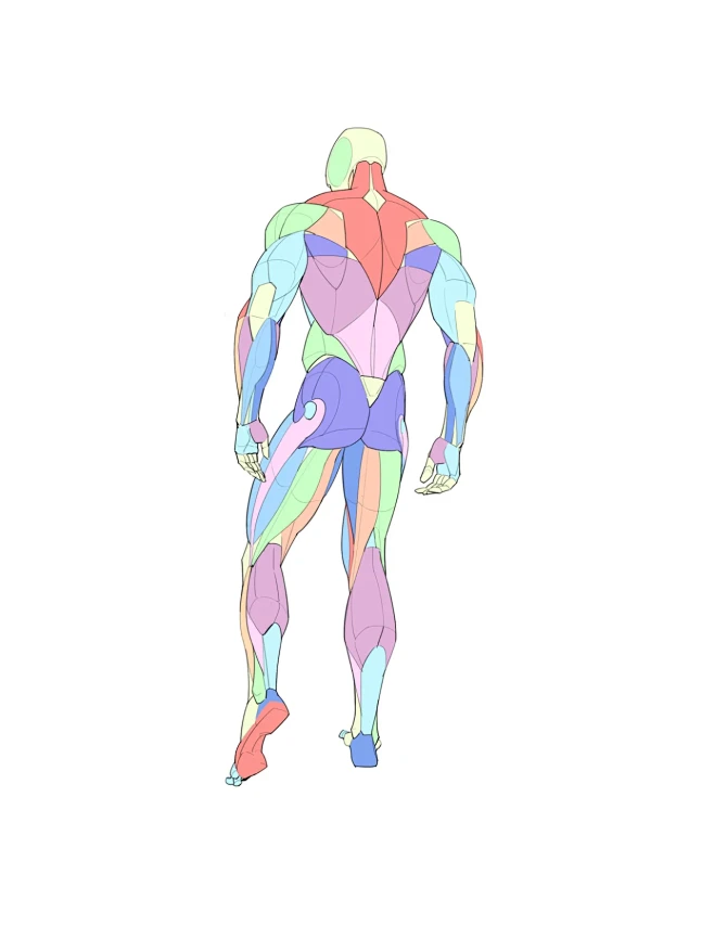 男性肌肉结构和动态练习~