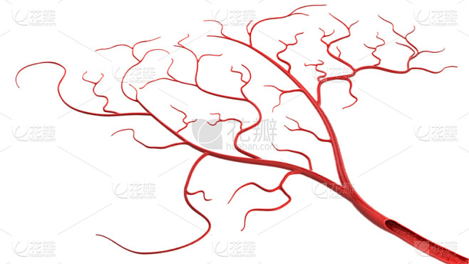 血管,红细胞,毛细血管,大规模的放大,（血管、淋巴管、神经等的）丛,水平画幅,形状,绘画插图