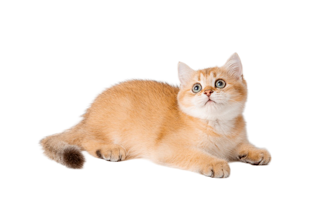 1607758000124592150-fococlipping-standard-花瓣网