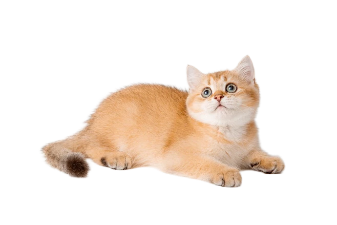 1607758000124592150-fococlipping-standard-花瓣网