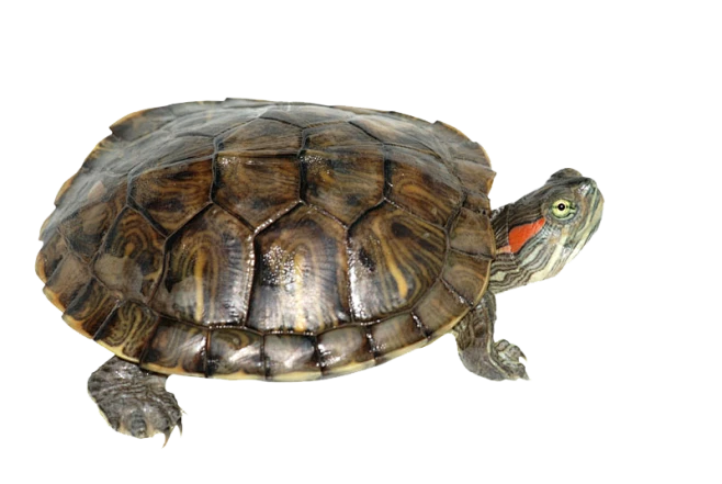 Box-Turtle-Transparent-PNG-花瓣网