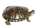 Box-Turtle-PNG-File