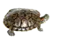 Box-Turtle-Transparent-PNG-花瓣网