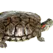 Box-Turtle-Transparent-PNG-花瓣网
