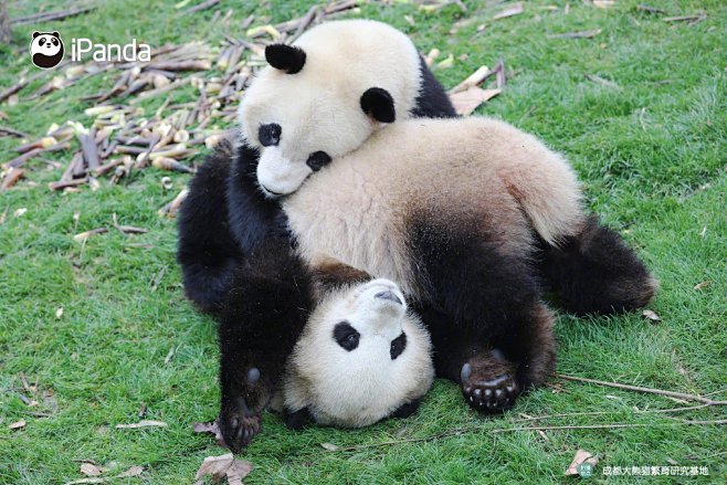 ipanda大熊猫宝宝