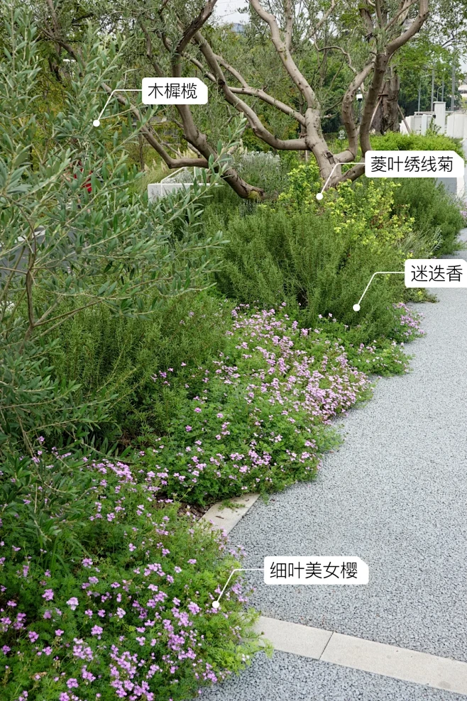 100种植物设计赏析｜48麓湖CPI - 小红书-花瓣网