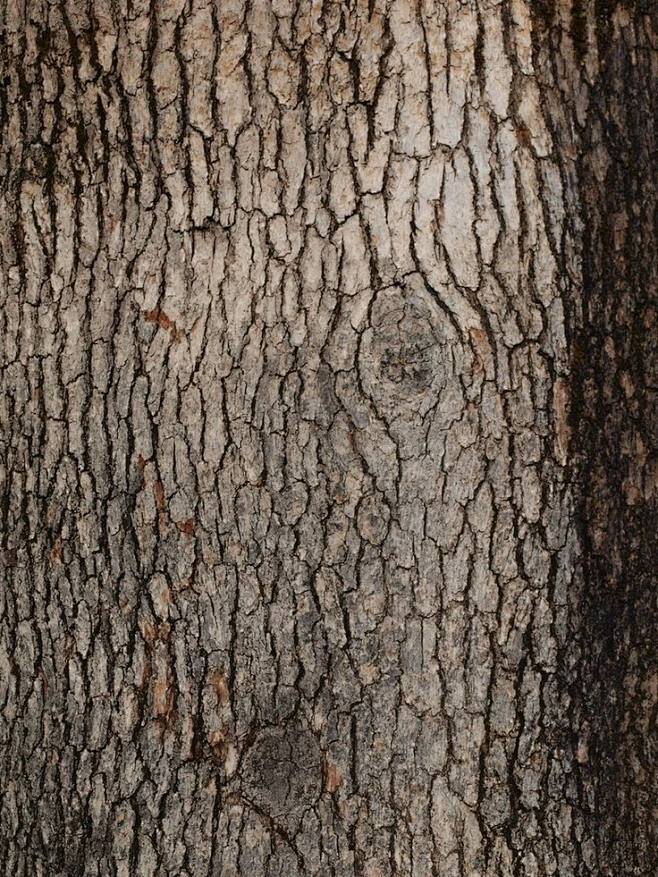Tree Bark Texture-花瓣网